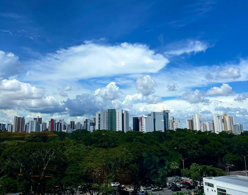 Teresina investirá em arborização urbana para combater mudanças climáticas